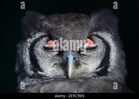 Verreaux's Eagle Owl Bubo lacteus woken at its resting place in a tree ...