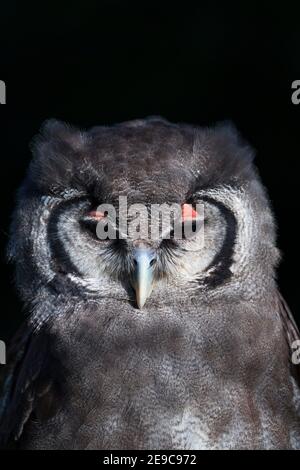 Verreaux's Eagle Owl Bubo lacteus woken at its resting place in a tree ...