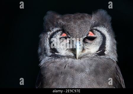 Verreaux's Eagle Owl Bubo lacteus woken at its resting place in a tree ...