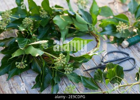 Efeu-Kranz, Efeukranz, Kranz aus Efeu, Efeuranken, Efeuranken werden zu ...