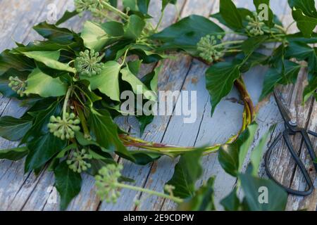 Efeu-Kranz, Efeukranz, Kranz aus Efeu, Efeuranken, Efeuranken werden zu ...