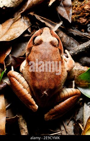 Great Barred Frog (Mixophyes fasciolatus) adult on forest floor at ...