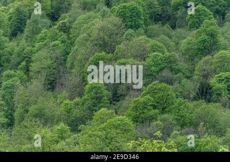 many different green trees at mountain Stock Photo - Alamy