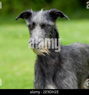 A rough coated gray lurcher dog stands on a shed roof (UK Stock Photo ...