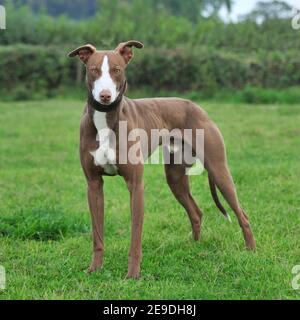 bull lurcher dog Stock Photo - Alamy