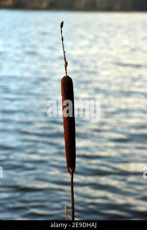 reeds on virgina water surrey Stock Photo - Alamy