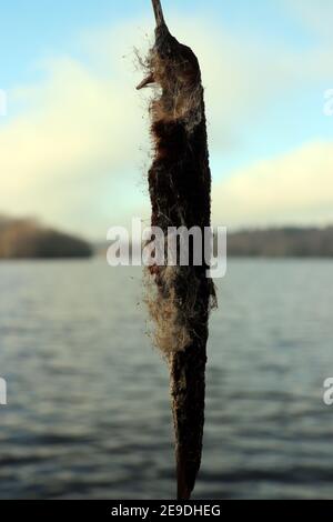 reeds on virgina water surrey Stock Photo - Alamy