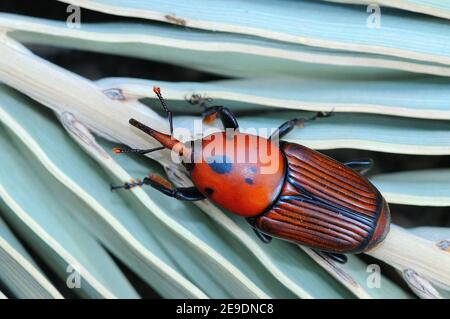 Red palm weevil (Rhynchophorus ferrugineus: Curculionidae) one of the ...