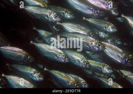 School of Herring Scad, Alepes vari, Cendana Pearl Farm Jetty, Waigeo ...