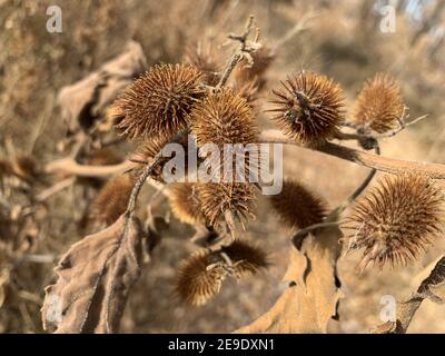 Burs stickers on a dried brown plant in the high desert town of ...