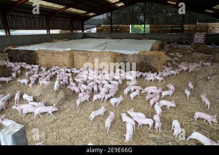 Out door bred Piglets in barn on farm in Yorkshire Stock Photo - Alamy