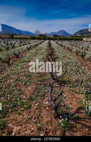 Lines of vines with white flowers, springtime in the Jalon, Xalo Valley ...