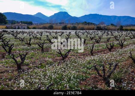 Lines of vines with white flowers, springtime in the Jalon, Xalo Valley ...