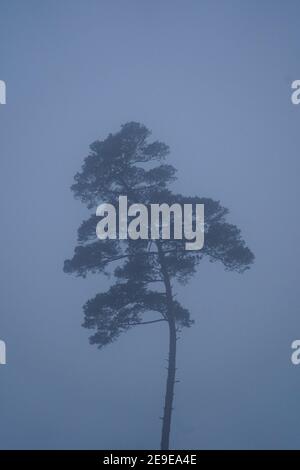 A vertical shot of the tall thin pine trees in the forest with dried ...