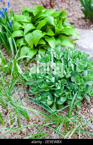Young Hosta lancifolia plants in garden in spring sunny day Stock Photo ...