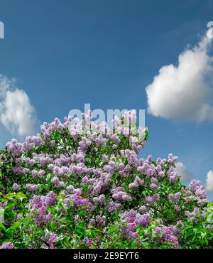 lilac at spring on sky background Stock Photo - Alamy