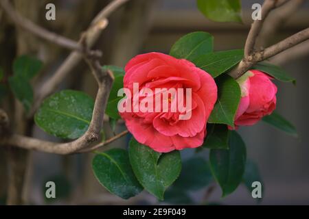 A closeup of the Azaleas against the blurred green background Stock ...