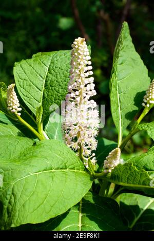 Phytolacca (known as pokeweeds, pokebush, pokeberry, pokeroot or poke ...