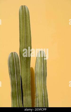 Decorative Mexican organpipe cactus (Stenocereus marginatus ...