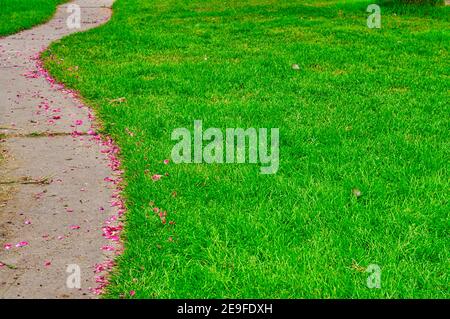 Closeup shot of a curly field road though a forest with high trees all ...