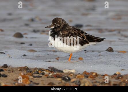 Ruddy Turnstone (Arenaria interpres interpres) first winter bird ...