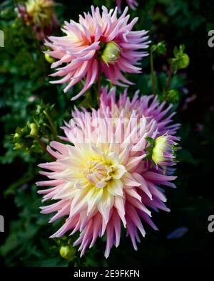 Clearview Jonas dahlia, Swan Island Dahlias, Canby, Oregon Stock Photo ...