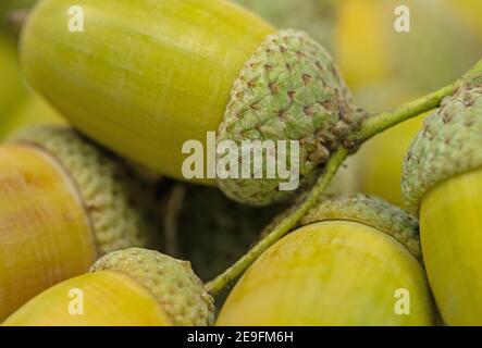 Fruits of the pedunculate oak, Quercus robur L., in autumn Stock Photo ...
