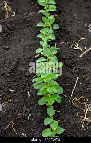 A field of young soybean shoots. Rows of soy plants on an agricultural ...