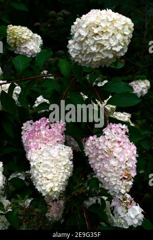 Hydrangea Paniculata 'Ruby' Stock Photo - Alamy