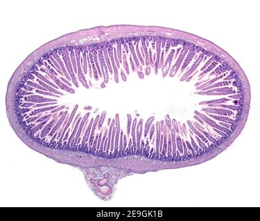 Cross section of the small intestine Stock Photo - Alamy