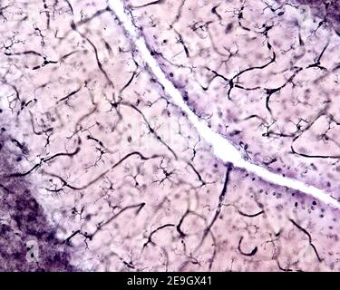 Cerebellar cortex, light micrograph Stock Photo - Alamy
