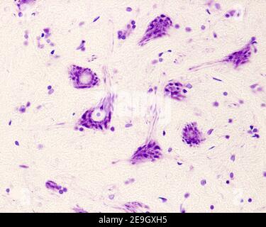 Motor neurons, light micrograph Stock Photo - Alamy