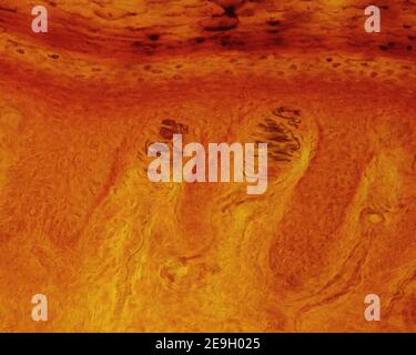 Peripheral nerve, light micrograph Stock Photo - Alamy