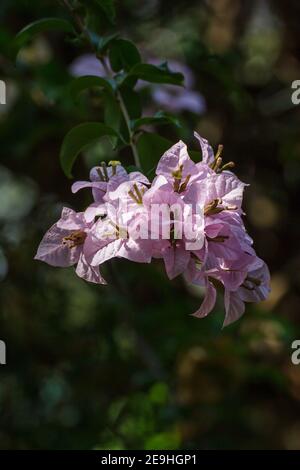 Red Bougainvillea spectabilis (great bougainvillea) flowers with a ...