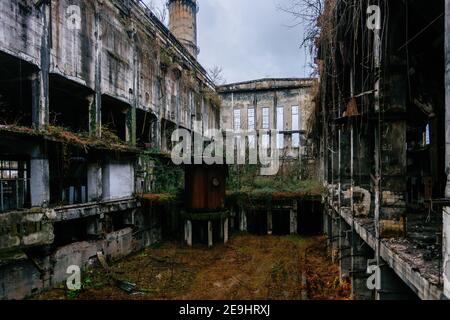 Overgrown abandoned ruined building in the weedy forest Stock Photo - Alamy