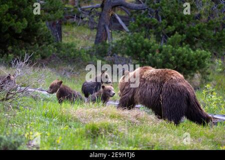 Grizzly 399 with her four cubs Stock Photo - Alamy
