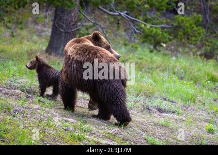 A Grizzly bear looking over his shoulder Stock Photo - Alamy