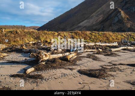 Old trees and garbage washed ashore after the storm. Plastic and wastes ...