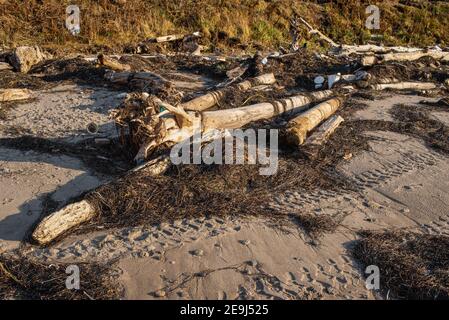 Old trees and garbage washed ashore after the storm. Plastic and wastes ...
