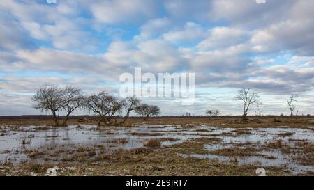 Wet swamp near Copenhagen Stock Photo - Alamy