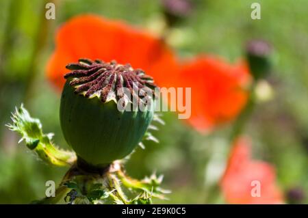 Large unripe poppy heads in early spring on a warm sunny day, bright ...