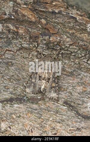 Luperina testacea, the flounced rustic moth, resting on a rotting tree ...