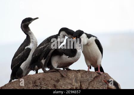 Blue eyed shag in arctic summer, Antarctica Stock Photo - Alamy