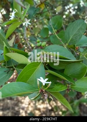 Karvand Wild Indian fruits Sour-sweet fruit Stock Photo - Alamy