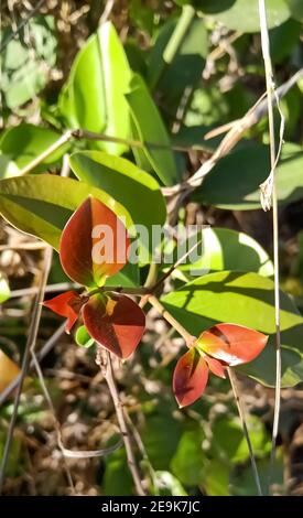 Karvand Wild Indian fruits Sour-sweet fruit Stock Photo - Alamy