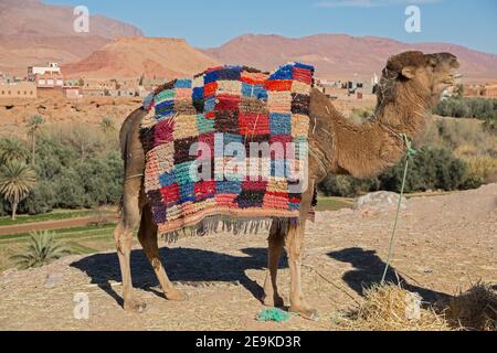 The lonely domestic camel with colorful clotes on white background ...