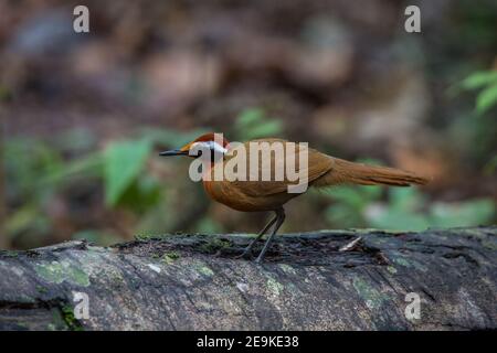 Malaysian rail-babbler Eupetes macrocerus on a log calling pose Stock ...