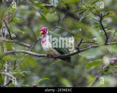 Jambu Fruit Dove - Ptilinopus jambu, beautiful colored fruit dove from ...