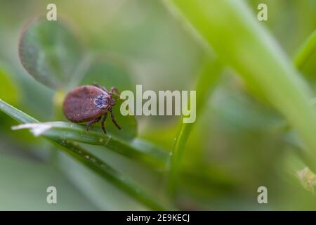 Lyme disease - Bacterial infection transmitted by ticks and can cause ...