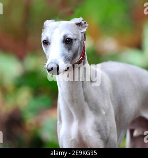 A back view of an alert whippet dog head in a harness standing outdoors ...